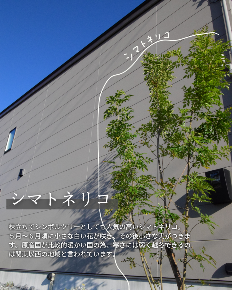 方角別オススメシンボルツリー ～南側～｜尾張旭で人気の外構・エクステリア専門店 ICM Garden's