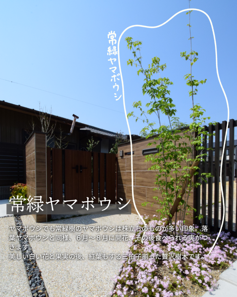 方角別オススメシンボルツリー ～南側～｜尾張旭で人気の外構・エクステリア専門店 ICM Garden's